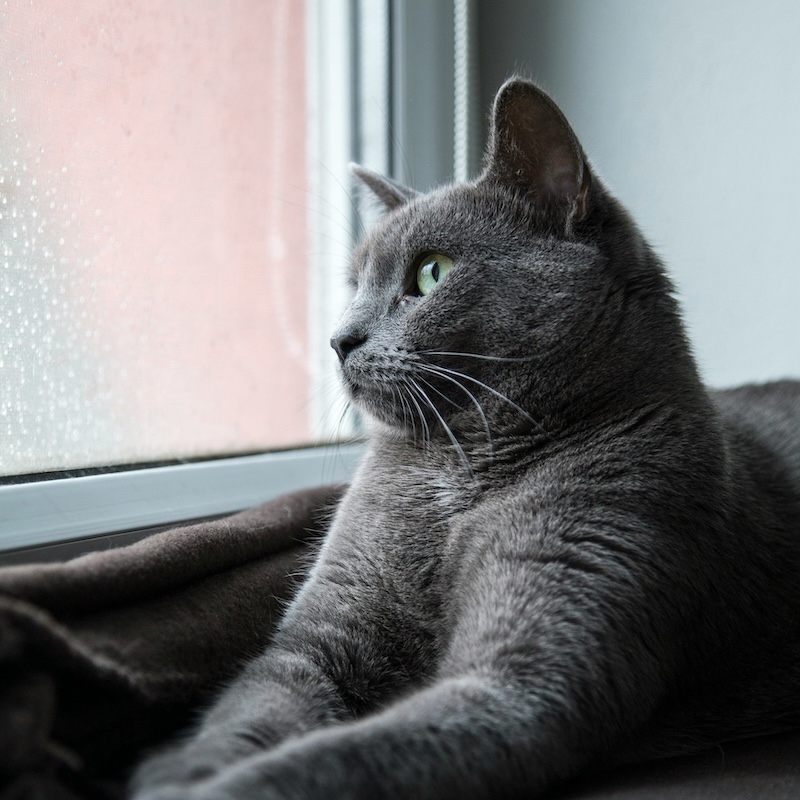 Showcase - Juan Pablo Sandoval Alcocer